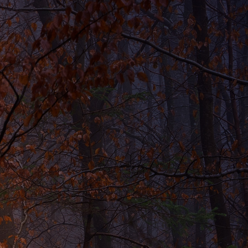 Sai Lei Stories On Commaful