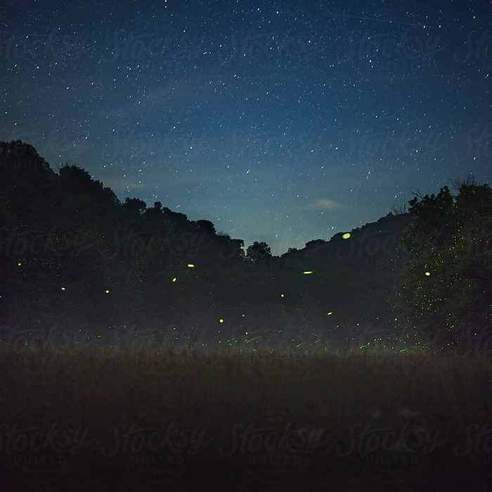 Dance of the firefly | dizzibus | Commaful